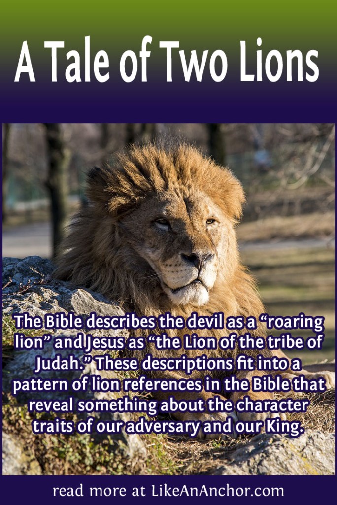 A Tale of Two Lions – Like An Anchor