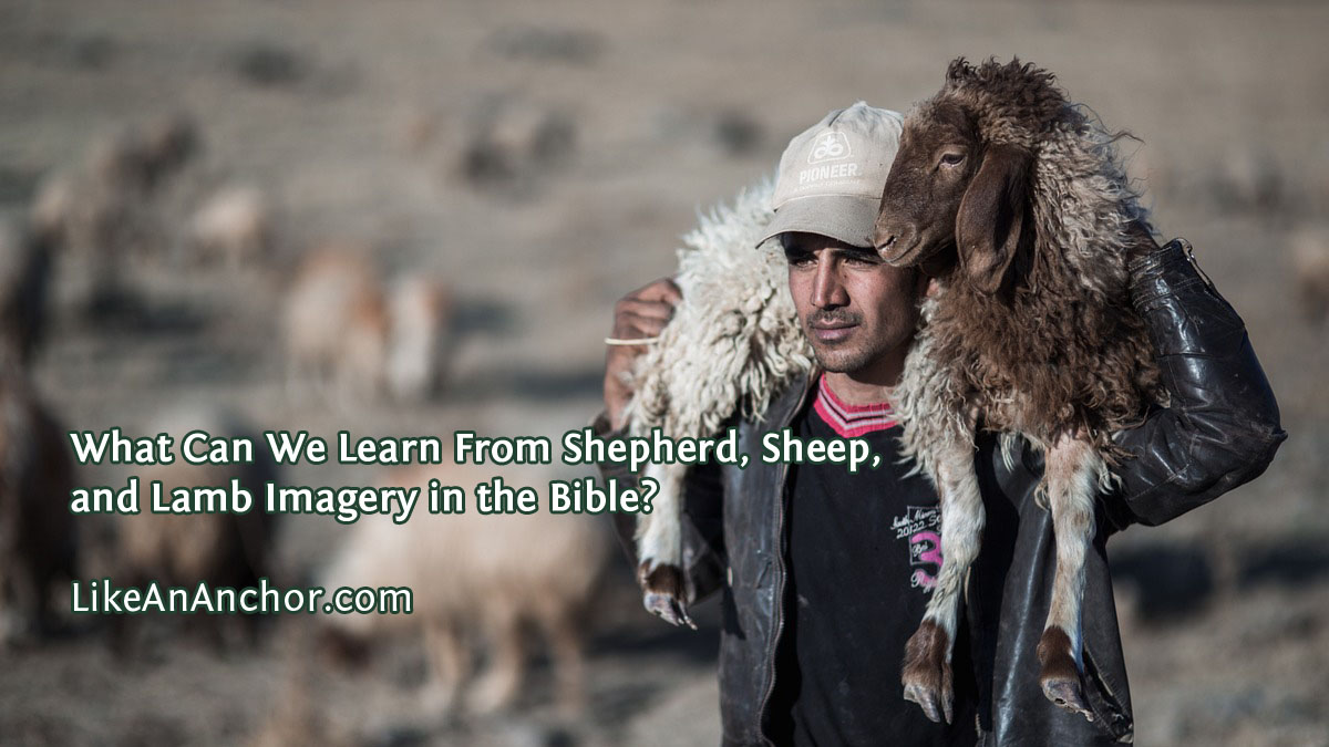 What Can We Learn From Shepherd, Sheep, and Lamb Imagery in the Bible ...